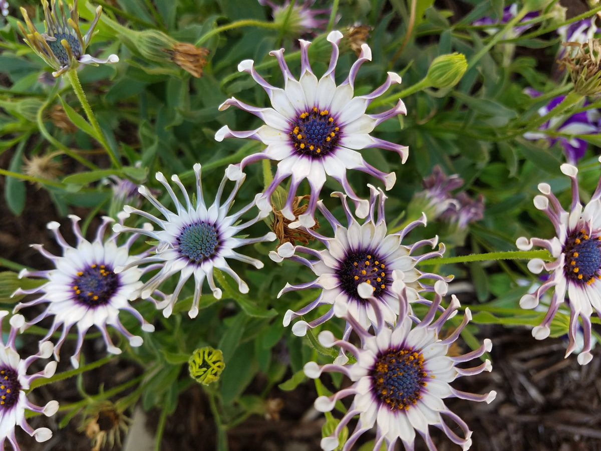 Pinwheel – CanvasKick